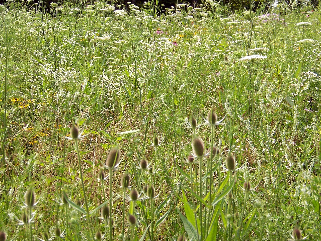 Wildflowers Weeds Summer - Free photo on Pixabay - Pixabay