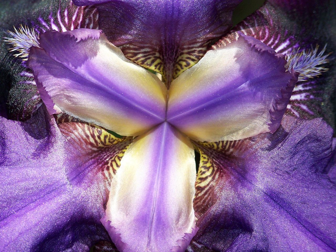 Iris Flower Macro - Free photo on Pixabay - Pixabay