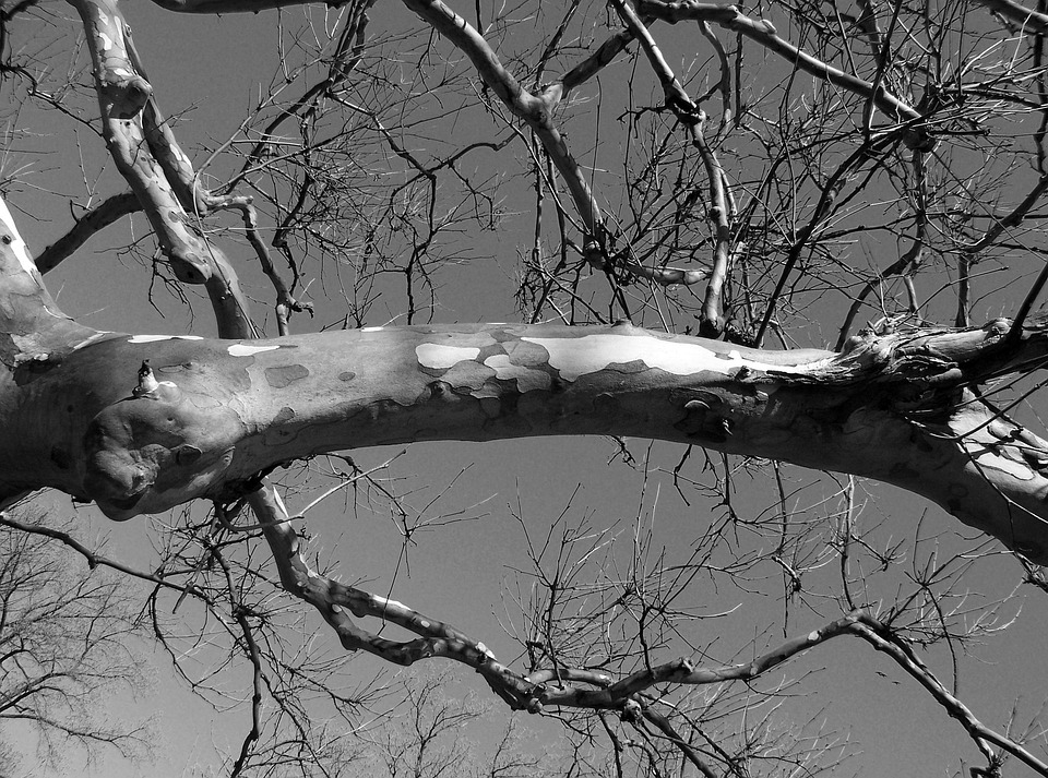Tree Branch Limb - Free photo on Pixabay - Pixabay