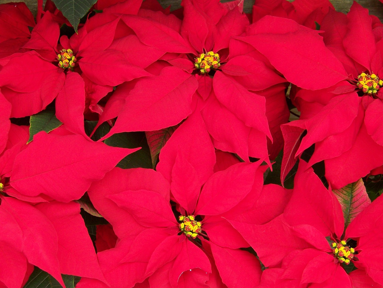 Plus de 40 000 images de Noel et de Noël - Pixabay