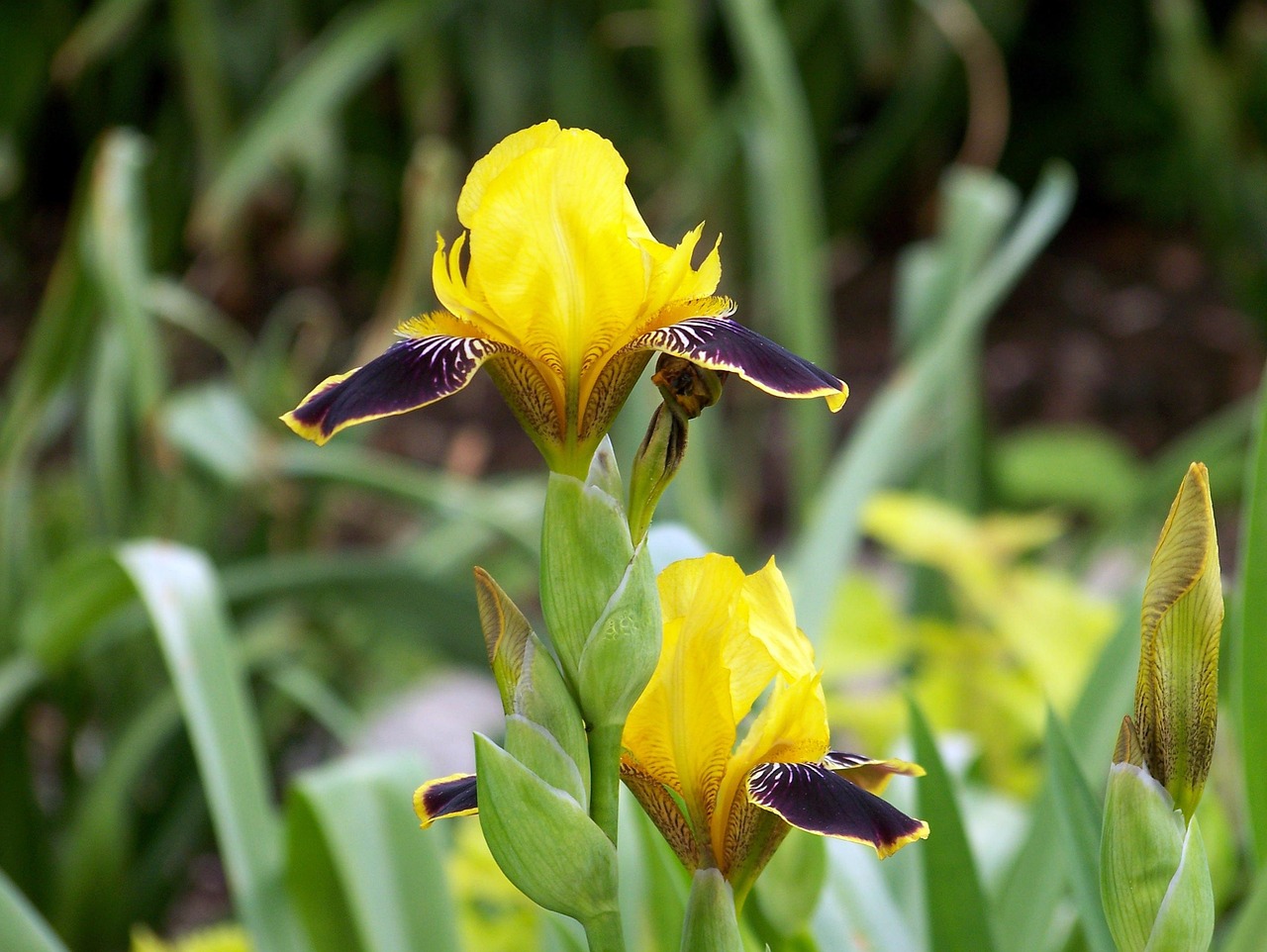 Iris Flower Spring - Free photo on Pixabay - Pixabay