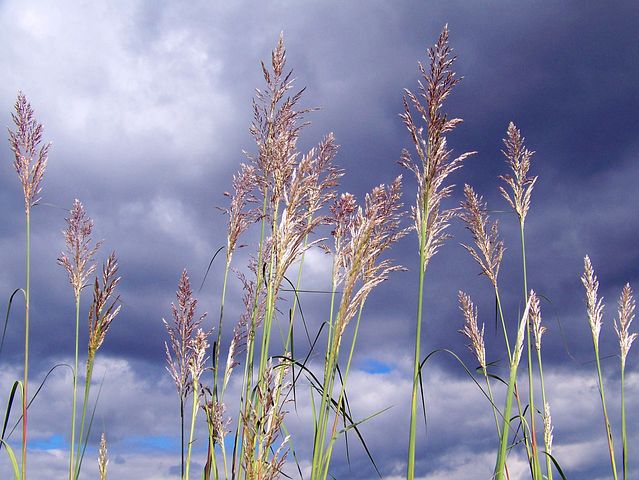 100+ Free Tall Grass & Nature Photos