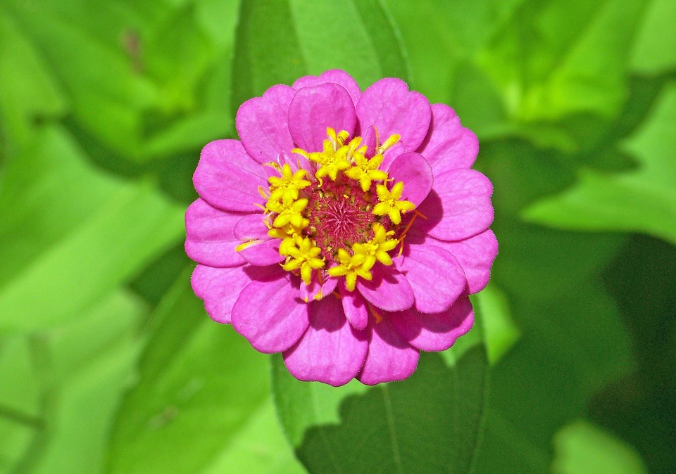 Zinnie Blume Rosa - Kostenloses Foto auf Pixabay