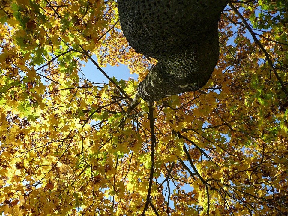 Tree Autumn Looking Up - Free photo on Pixabay