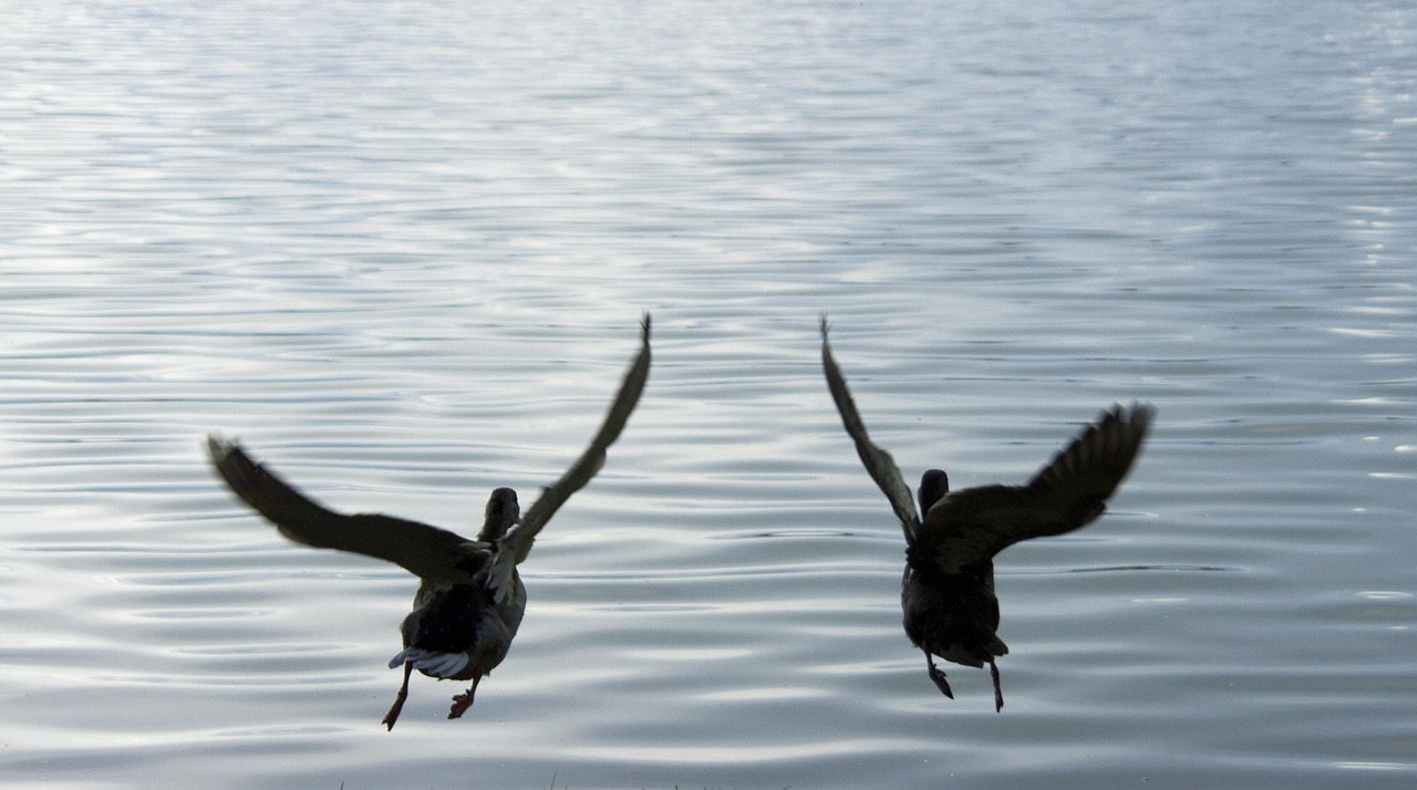 Ducks Duck Bird - Free photo on Pixabay - Pixabay
