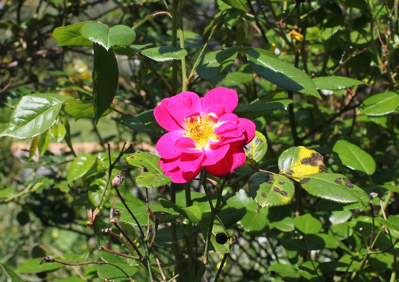 Pink Rose Wild - Free photo on Pixabay - Pixabay