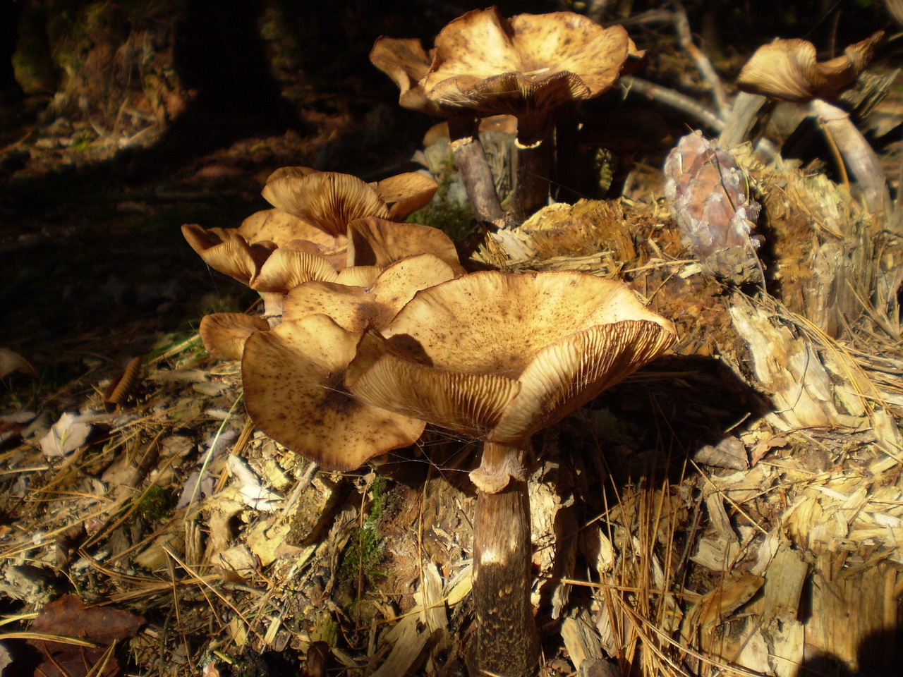 Champignon Plantes Naturel - Photo gratuite sur Pixabay - Pixabay