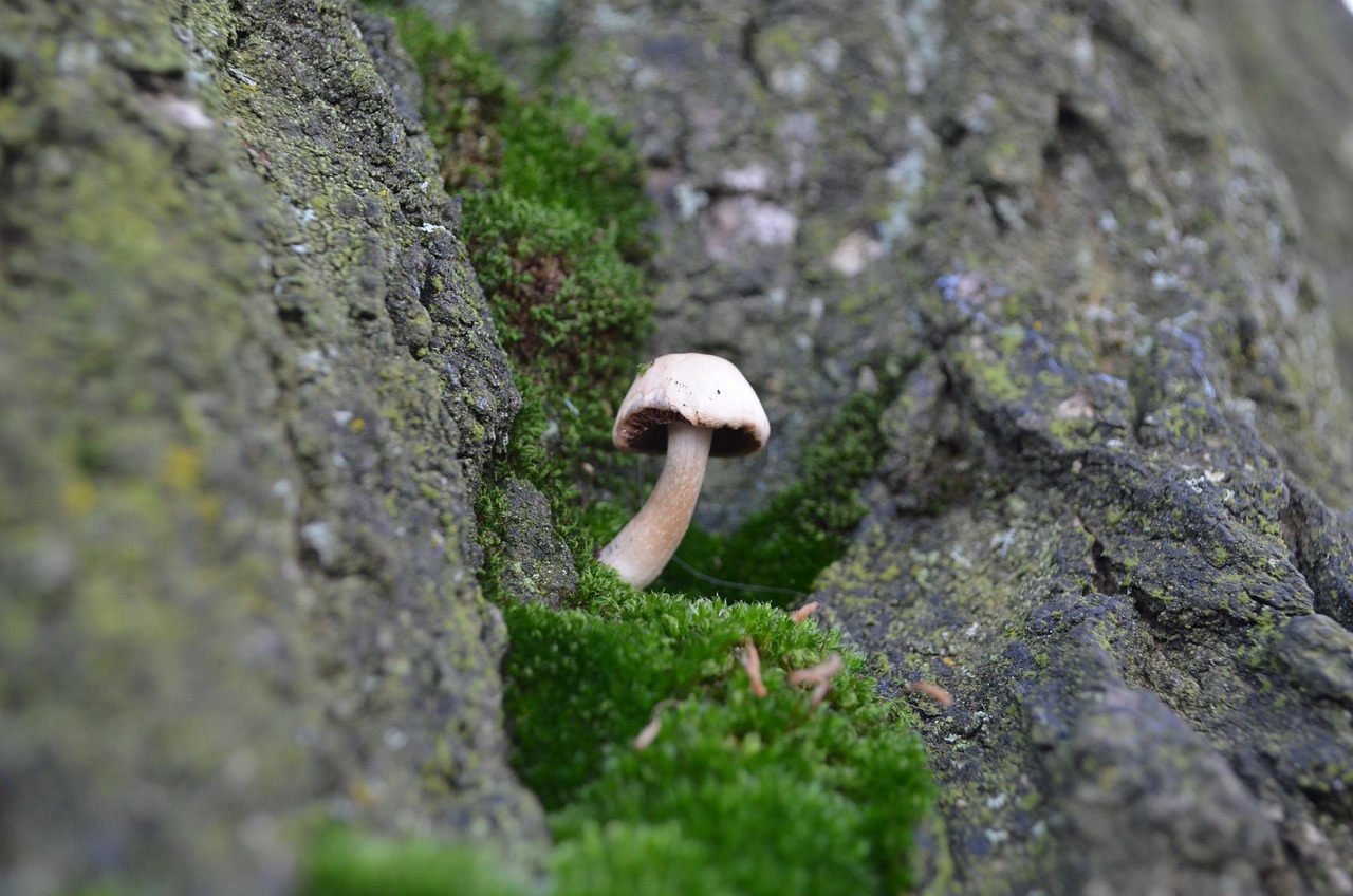 Mushroom Toadstool Fungas - Free photo on Pixabay - Pixabay