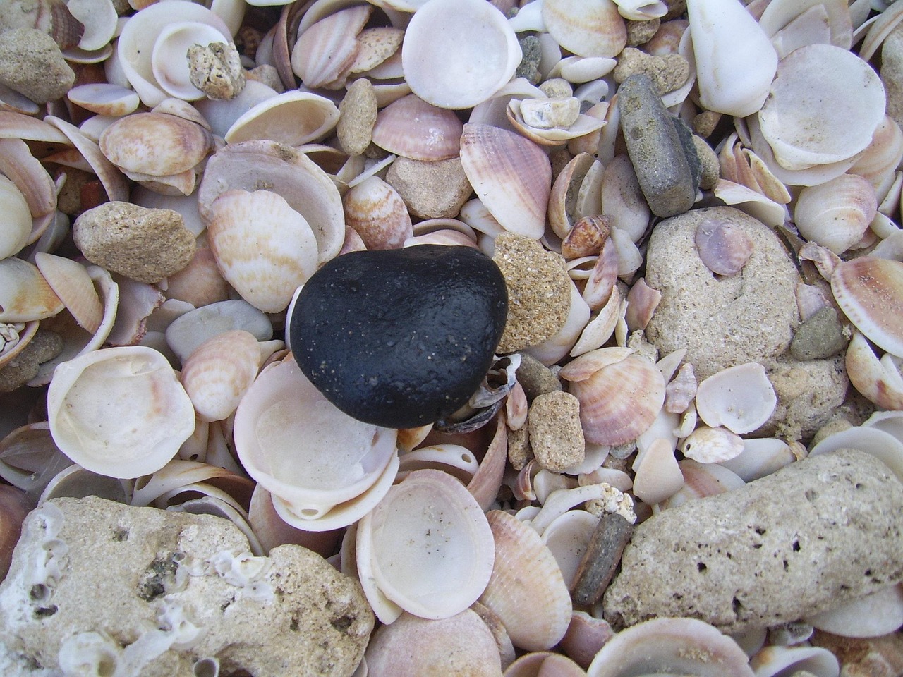Concha Do Mar Marisco Cartuchos - Foto gratuita no Pixabay - Pixabay