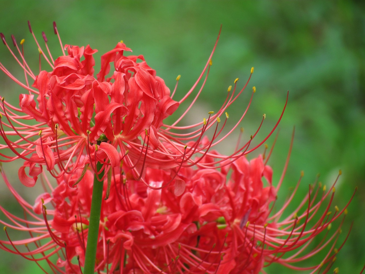 Floral Plant Natural - Free photo on Pixabay - Pixabay
