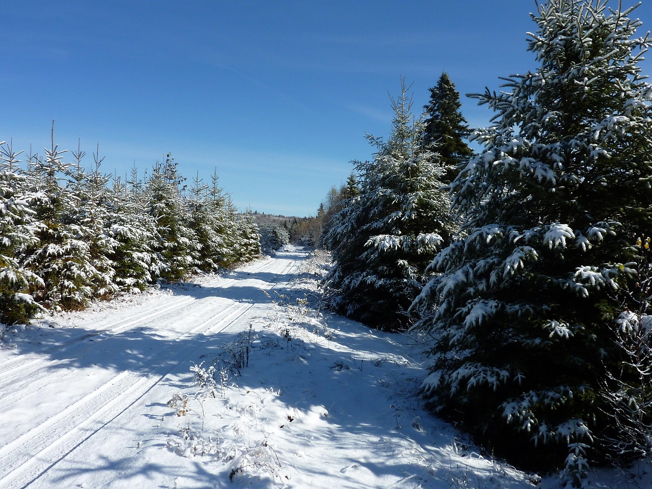 Winter Landscape Pine Trees - Free photo on Pixabay