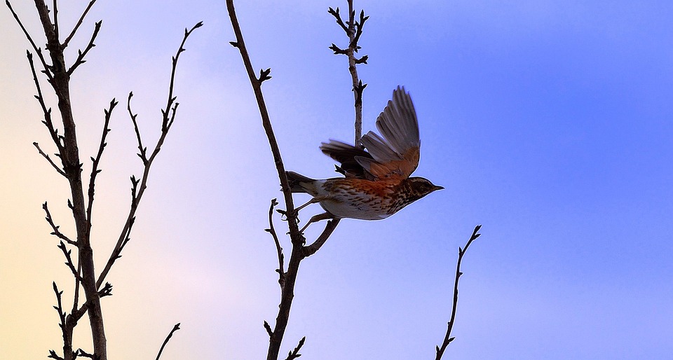 Oiseau Vol Animal Direction - Photo gratuite sur Pixabay - Pixabay