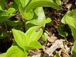 3 Plant hopper Synonyms. Similar words for Plant hopper.