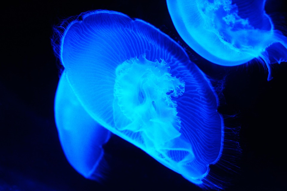 Animal Blue Creature - Free photo on Pixabay