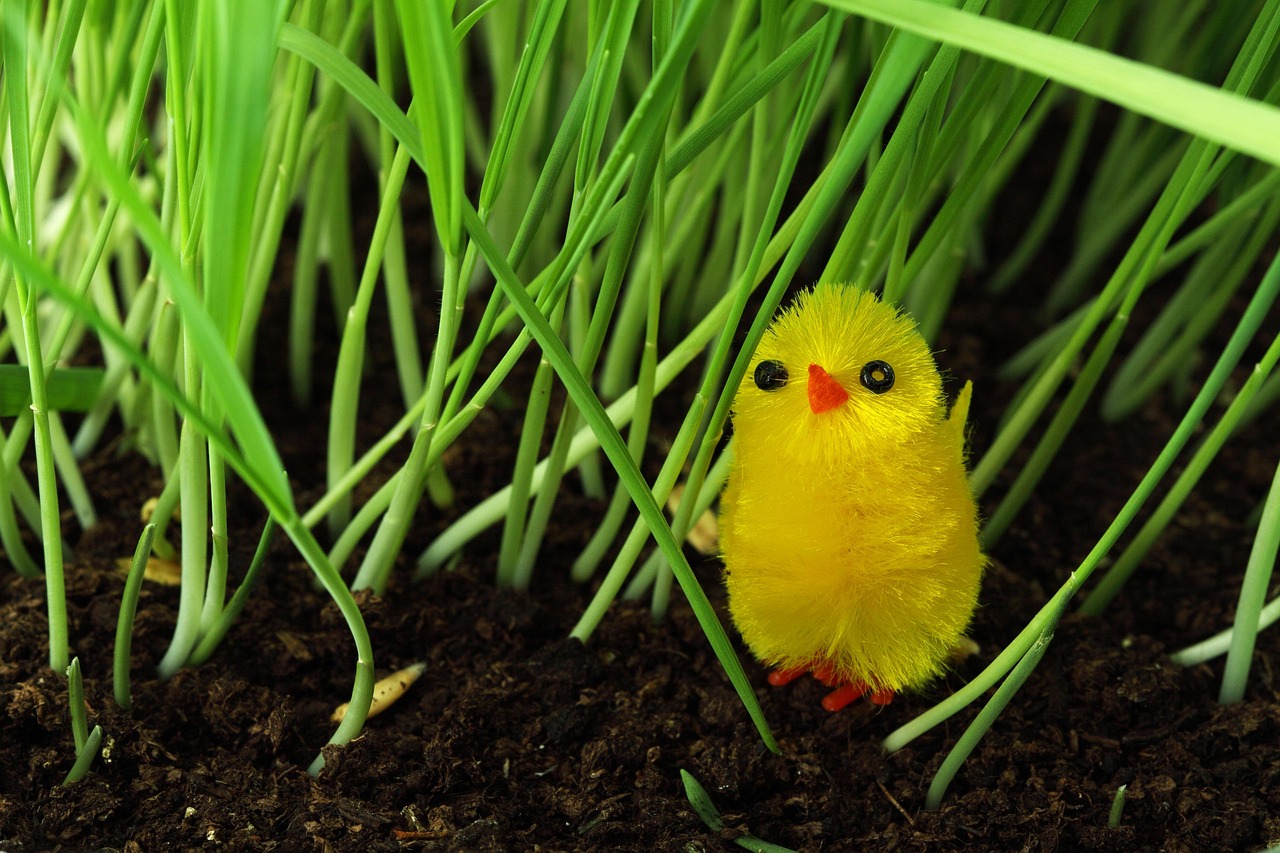 Animal Bébé Oiseau - Photo gratuite sur Pixabay - Pixabay