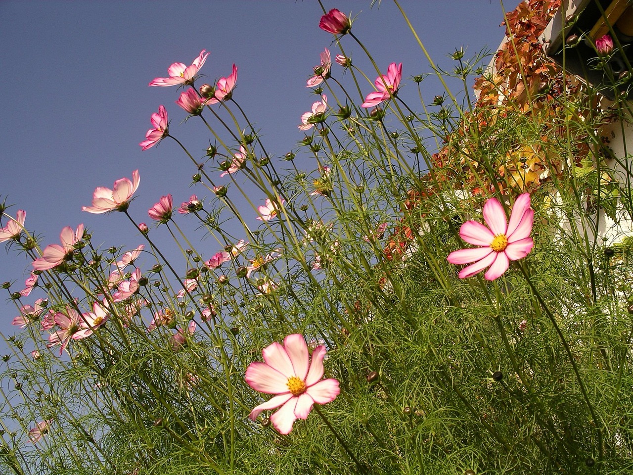 Cosmos Bipinnatus Garden - Free photo on Pixabay - Pixabay