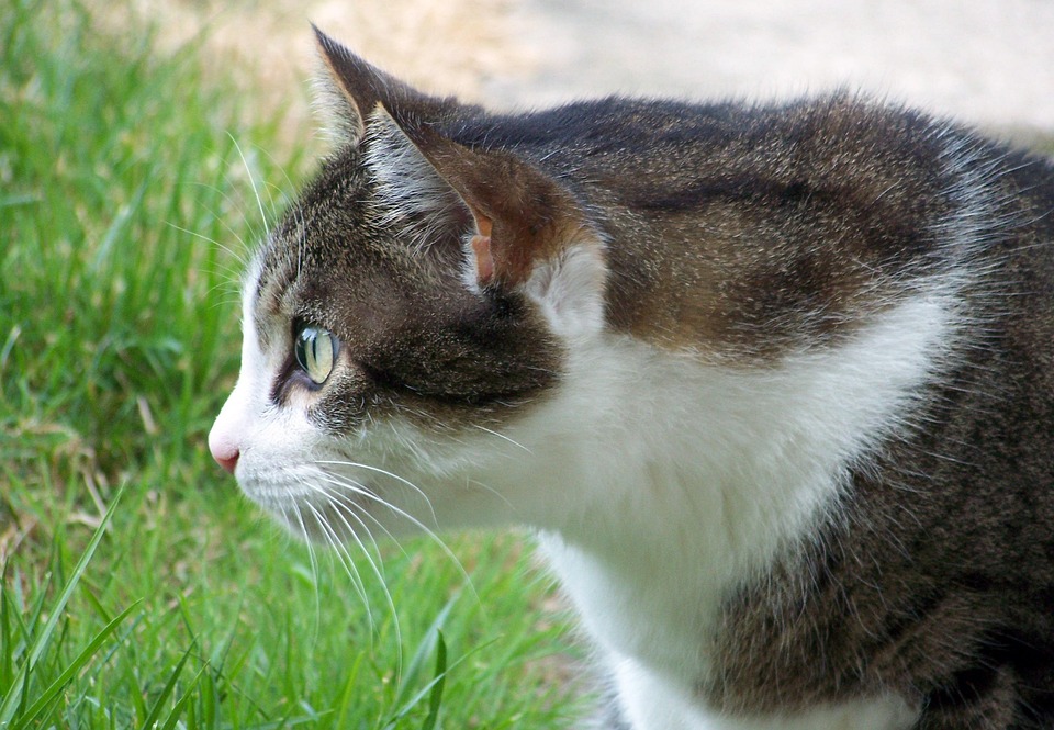 Katze Tier Haustier - Kostenloses Foto auf Pixabay