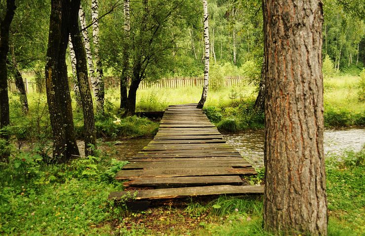 2,000+ Free Greenery & Nature Photos