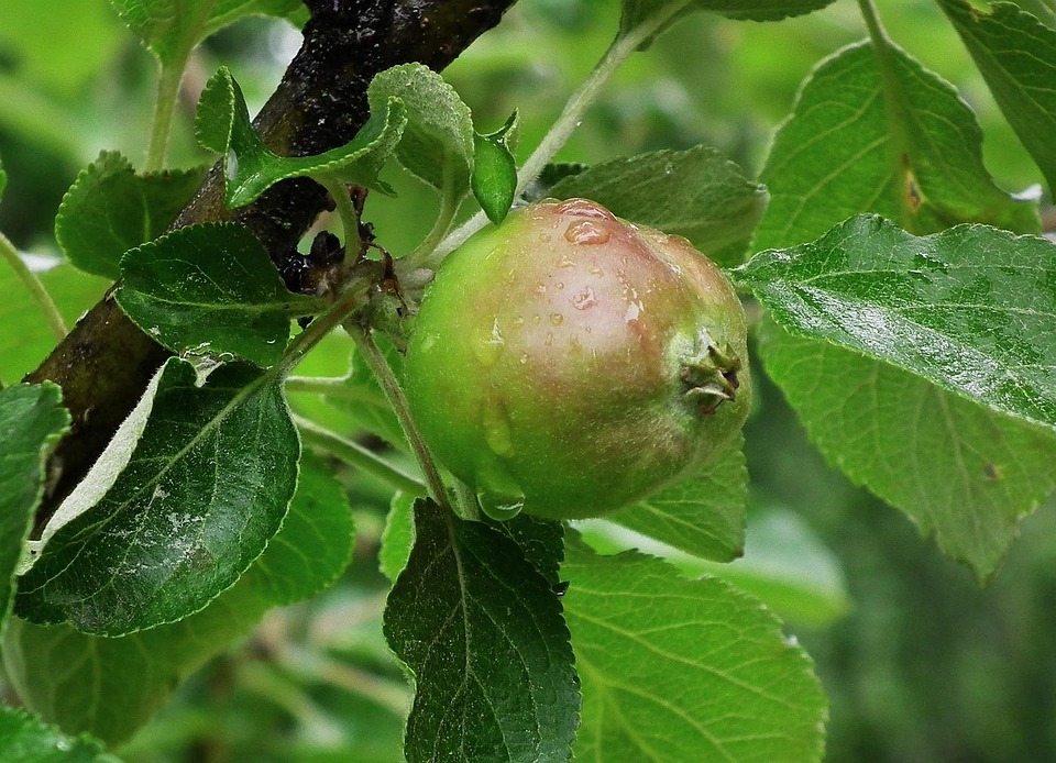 Apple Green Tree - Free photo on Pixabay - Pixabay