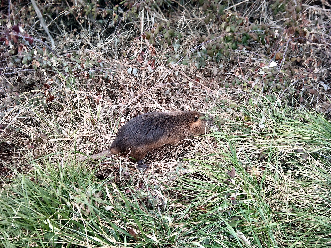 80+ Free Brown Rat & Rat Images - Pixabay