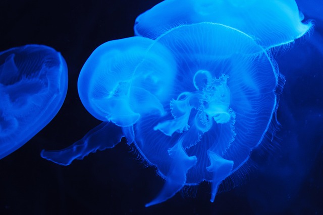 100,000개 이상 무료 Sea Current 및 자연 사진 - Pixabay
