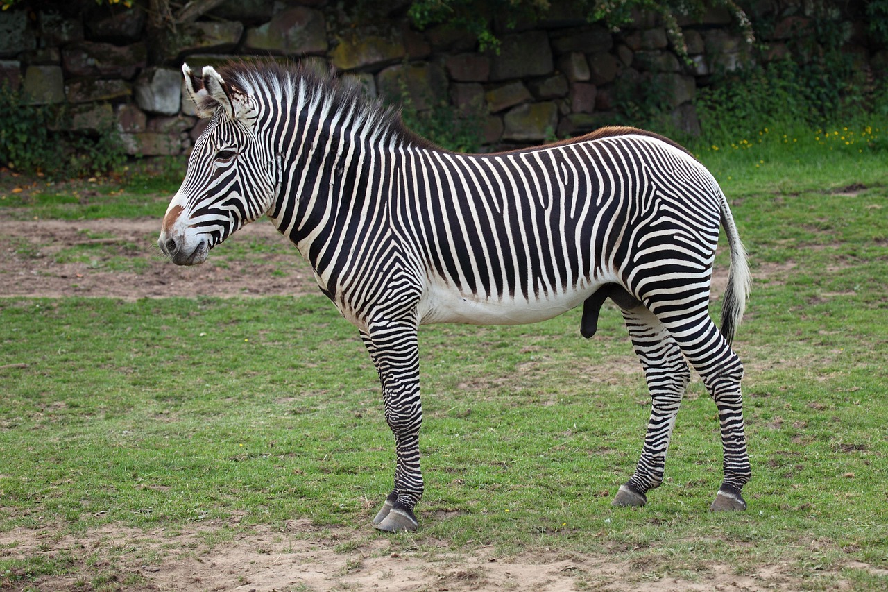 Africa African Animal - Free photo on Pixabay