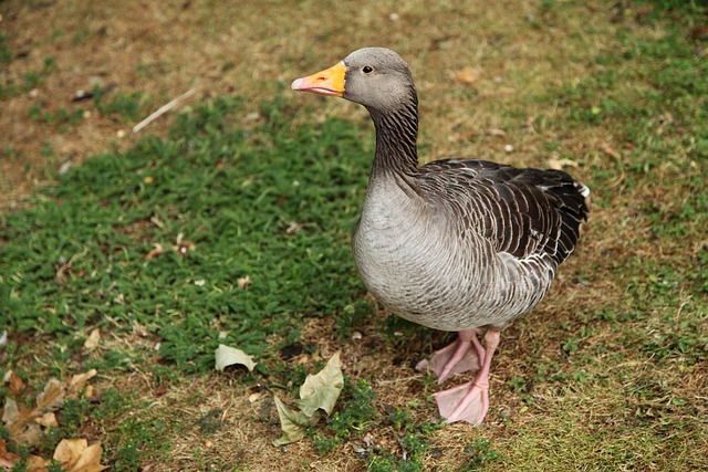 Grey Goose Bird