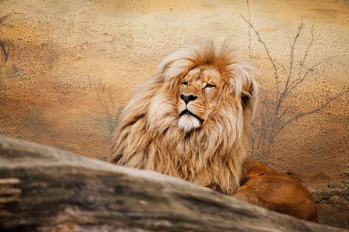 1,000+ Free African Animals & Elephant Images - Pixabay