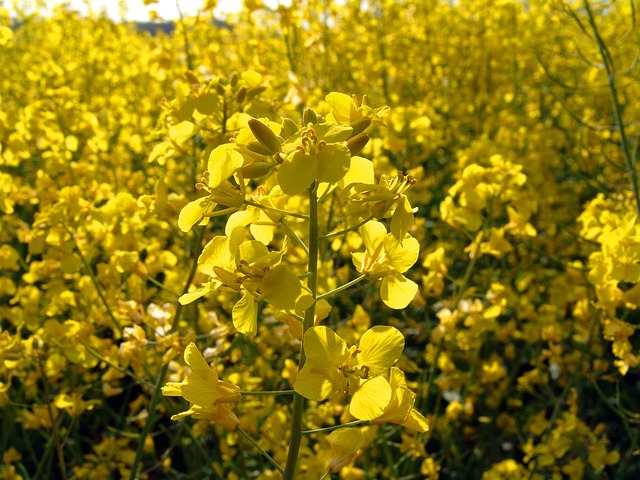 Oilseed Rape Field Of Rapeseeds - Free photo on Pixabay - Pixabay
