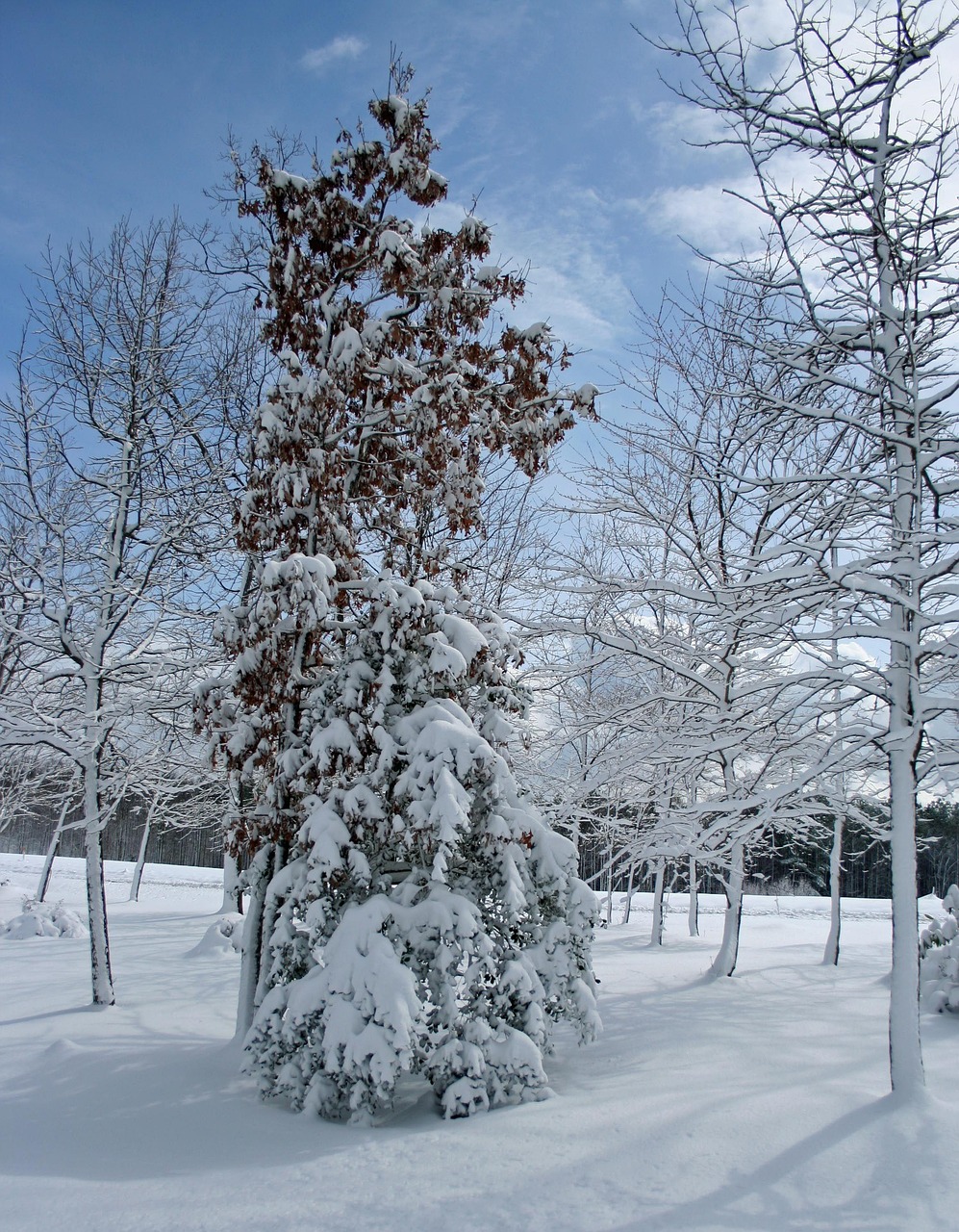 Arbre Neige Hiver - Photo gratuite sur Pixabay - Pixabay