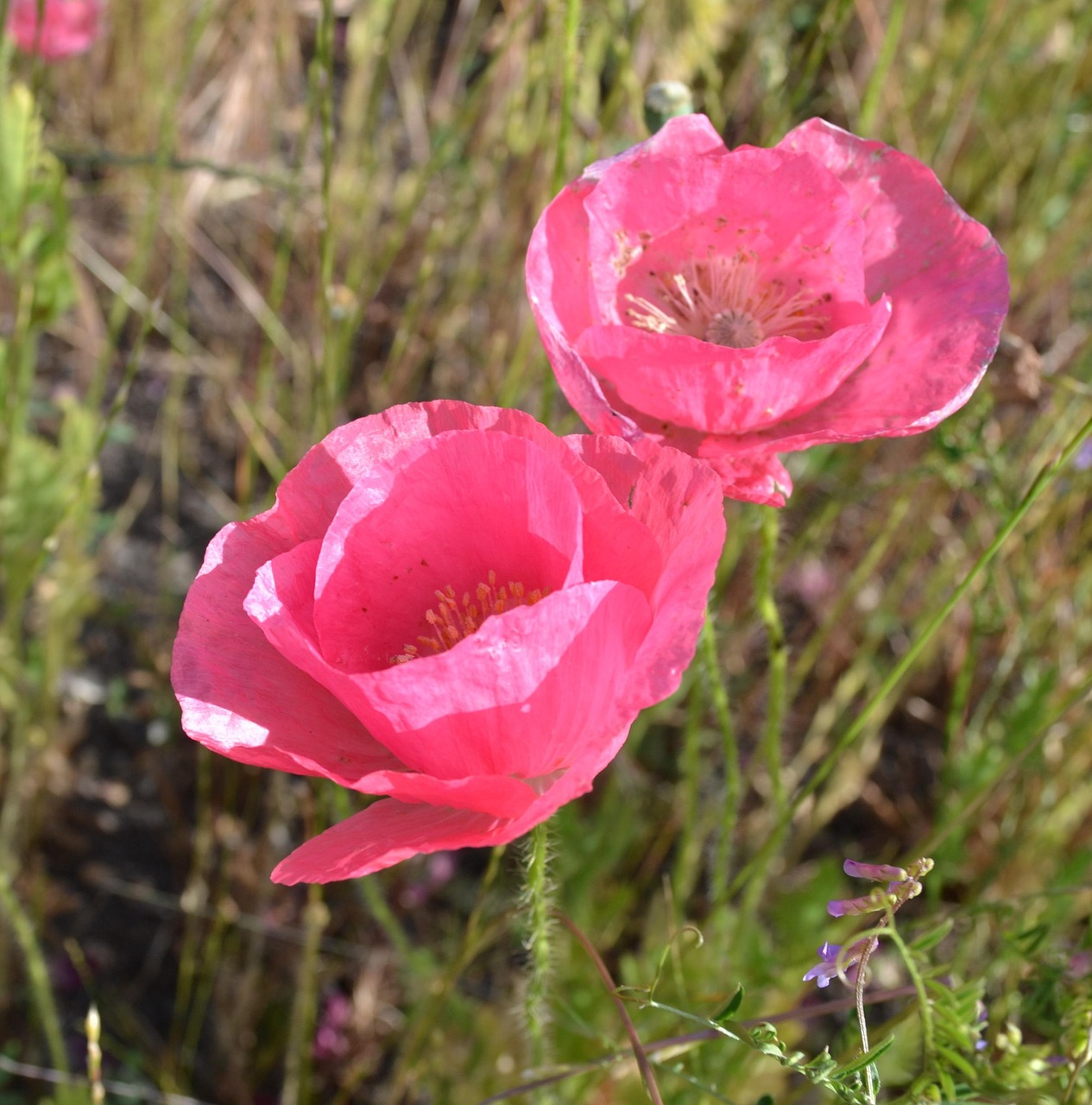 Poppies Iceland Poppy - Free photo on Pixabay - Pixabay