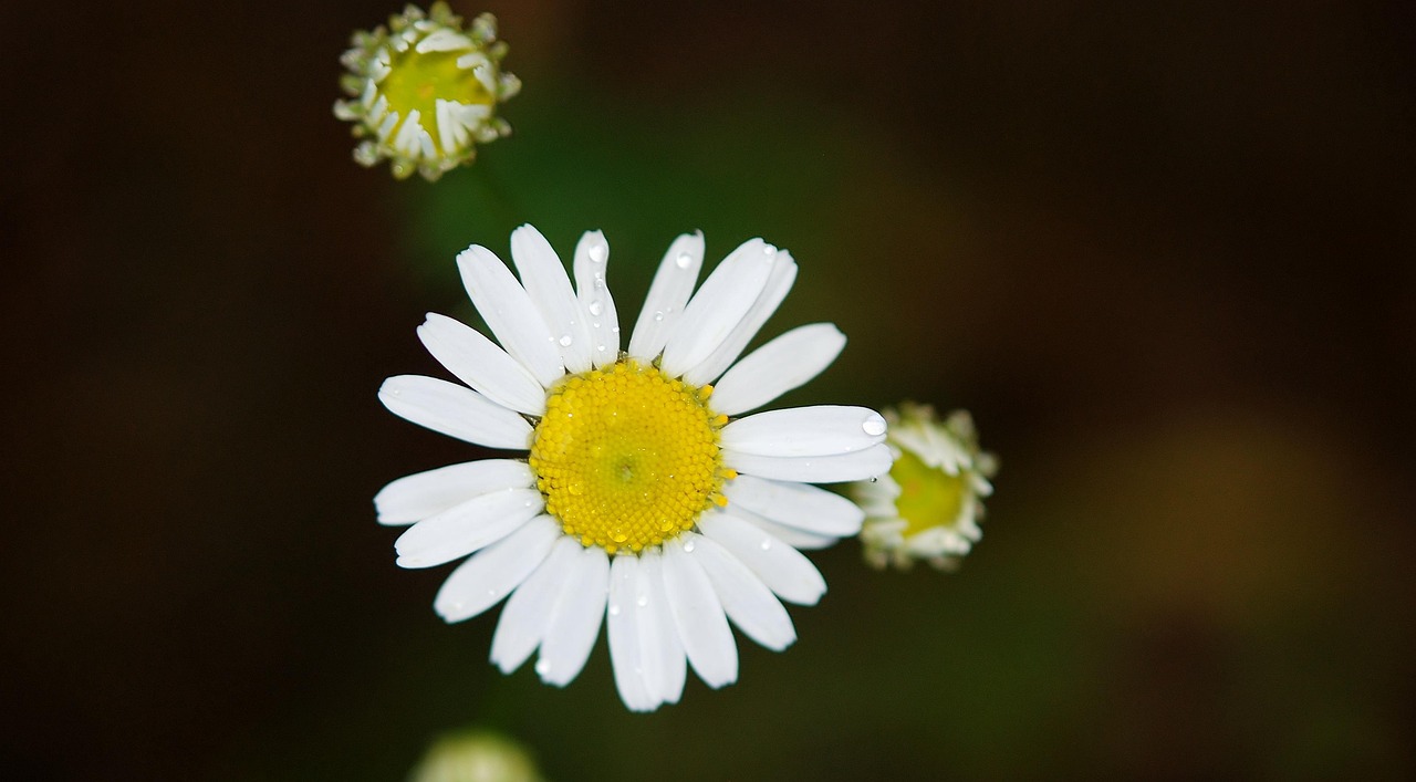 400,000+ Free Daisy Flower & Daisy Images - Pixabay