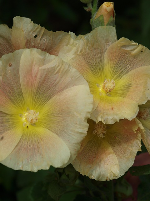 Bunga Kuning Bunga-Bunga - Foto gratis di Pixabay - Pixabay