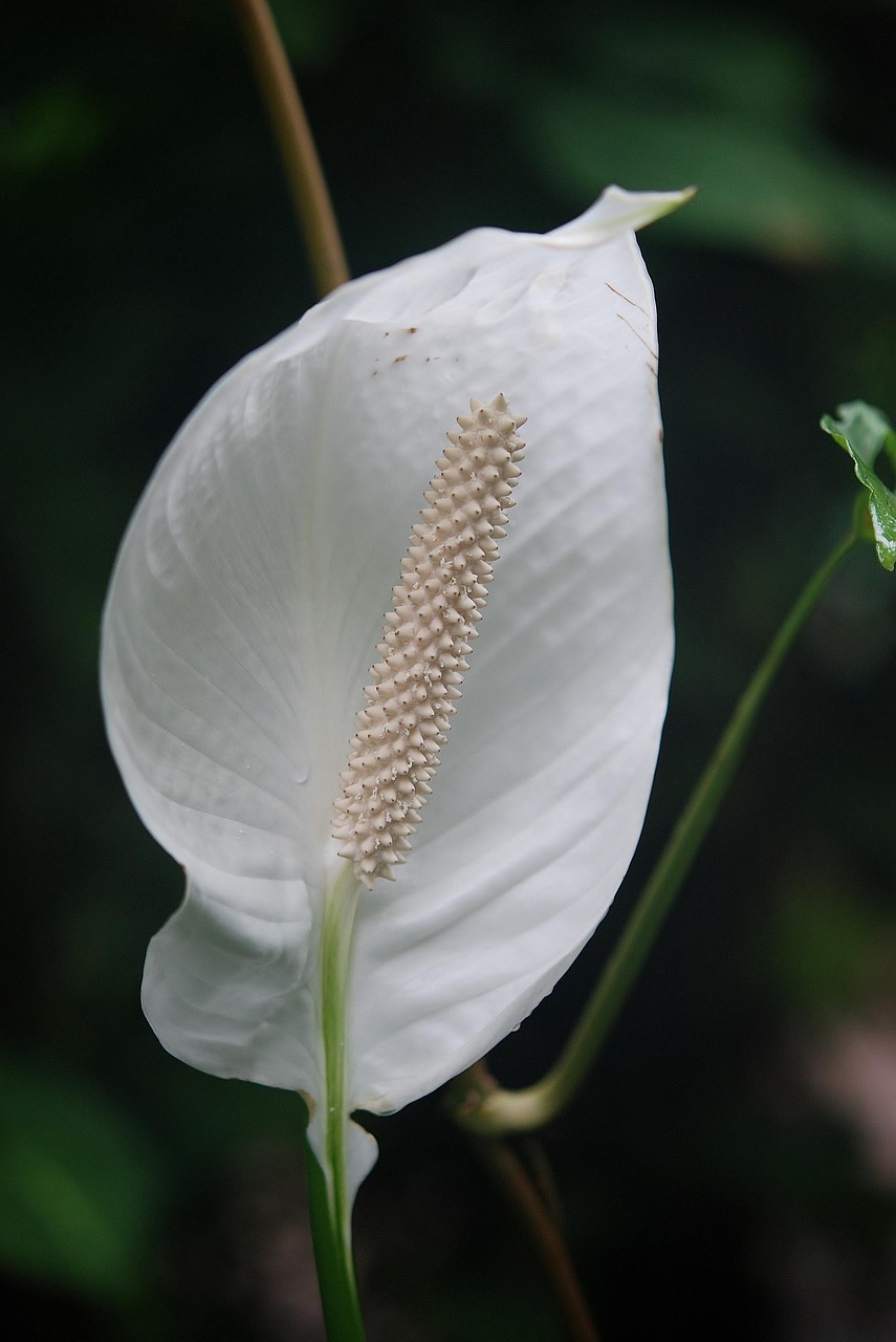 Floral Planta Natural - Foto gratuita no Pixabay - Pixabay