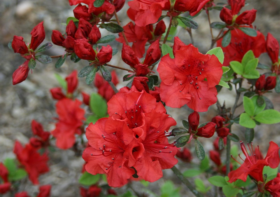 Bunga Azalea Mekar Musim - Foto gratis di Pixabay