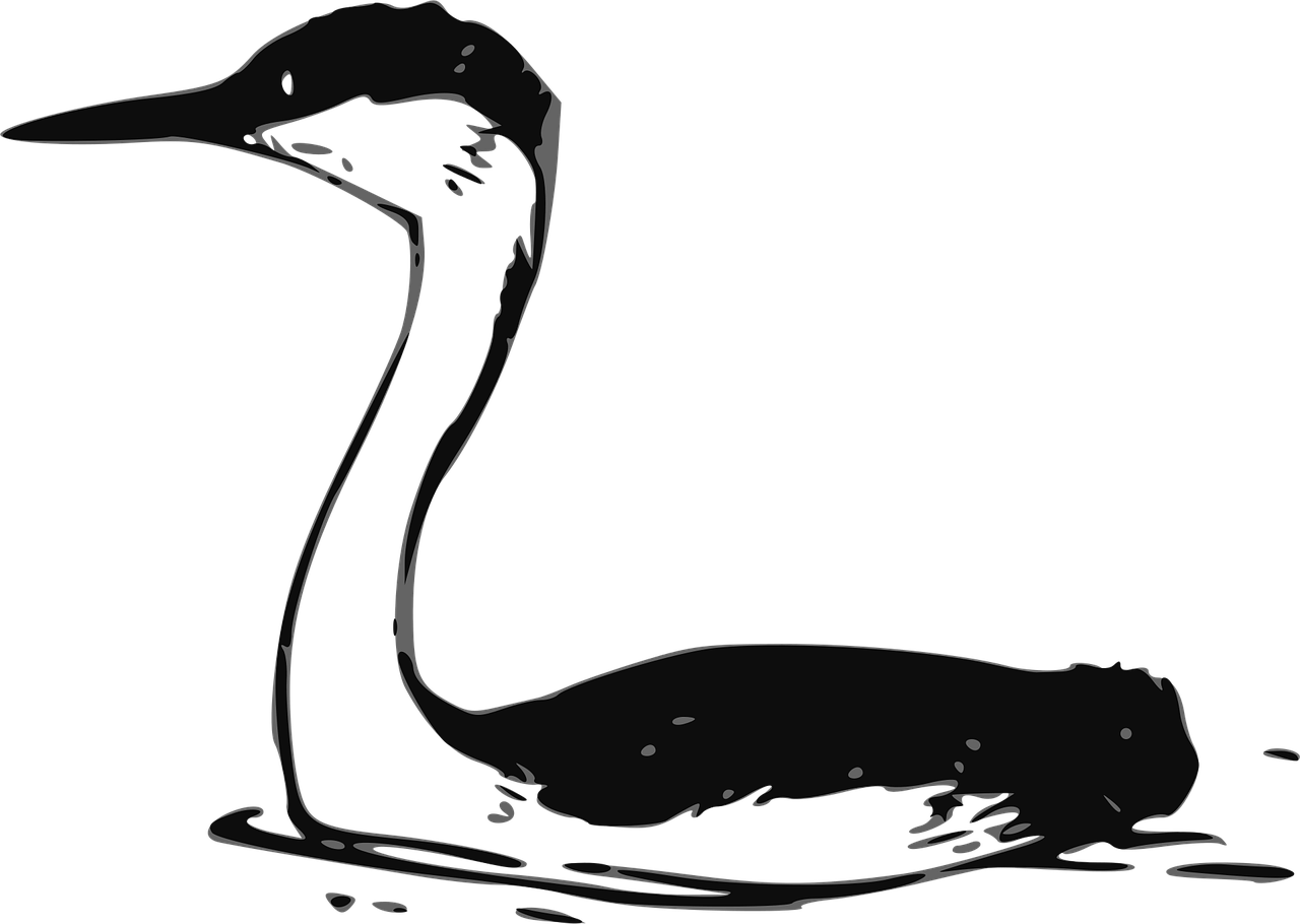 Download Bird, Water, Swimming. Royalty-Free Vector Graphic - Pixabay