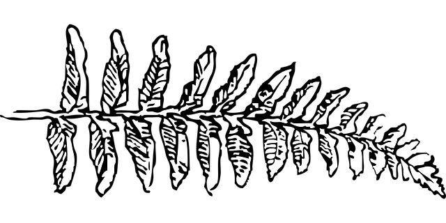 Pakis Cabang Daun - Gambar vektor gratis di Pixabay