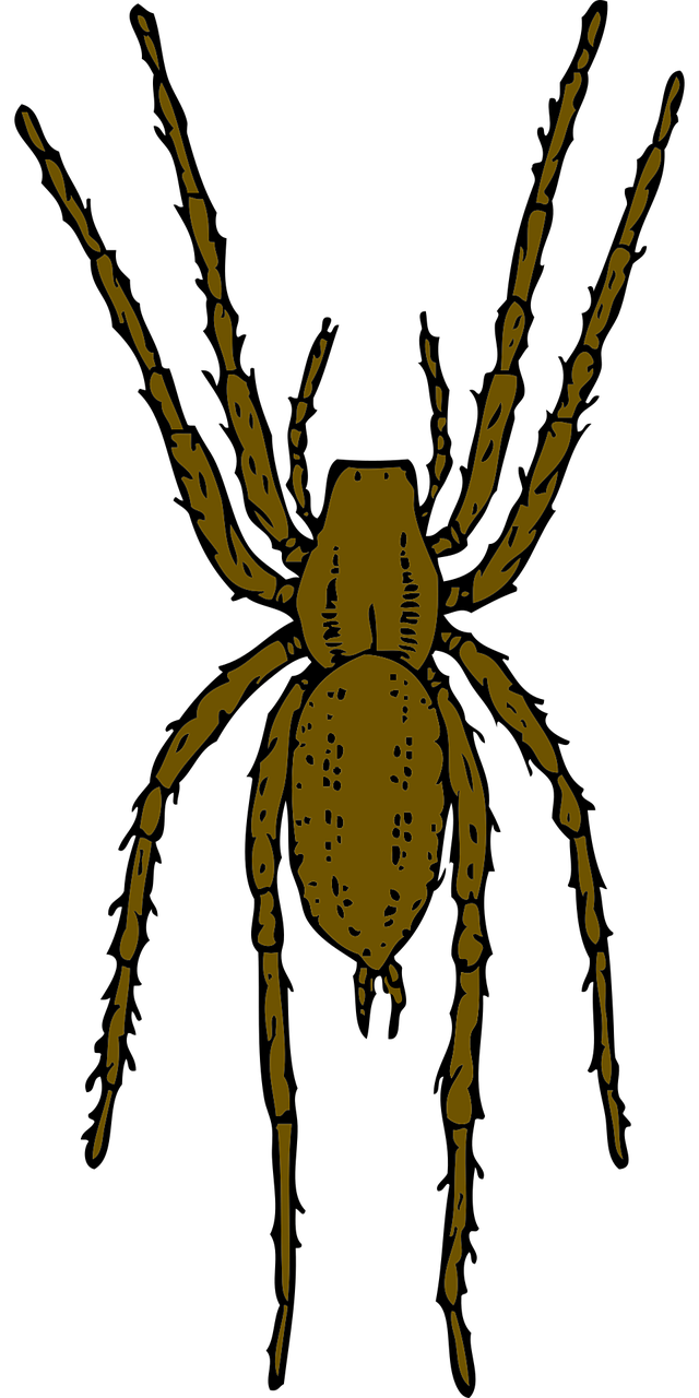 Insects And Spiders Clipart