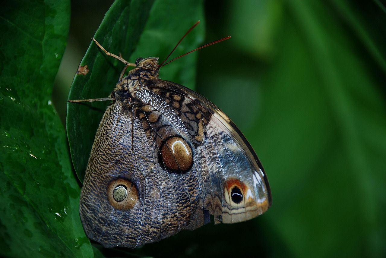 Caligo Atreus Dionysos Blue - Free photo on Pixabay