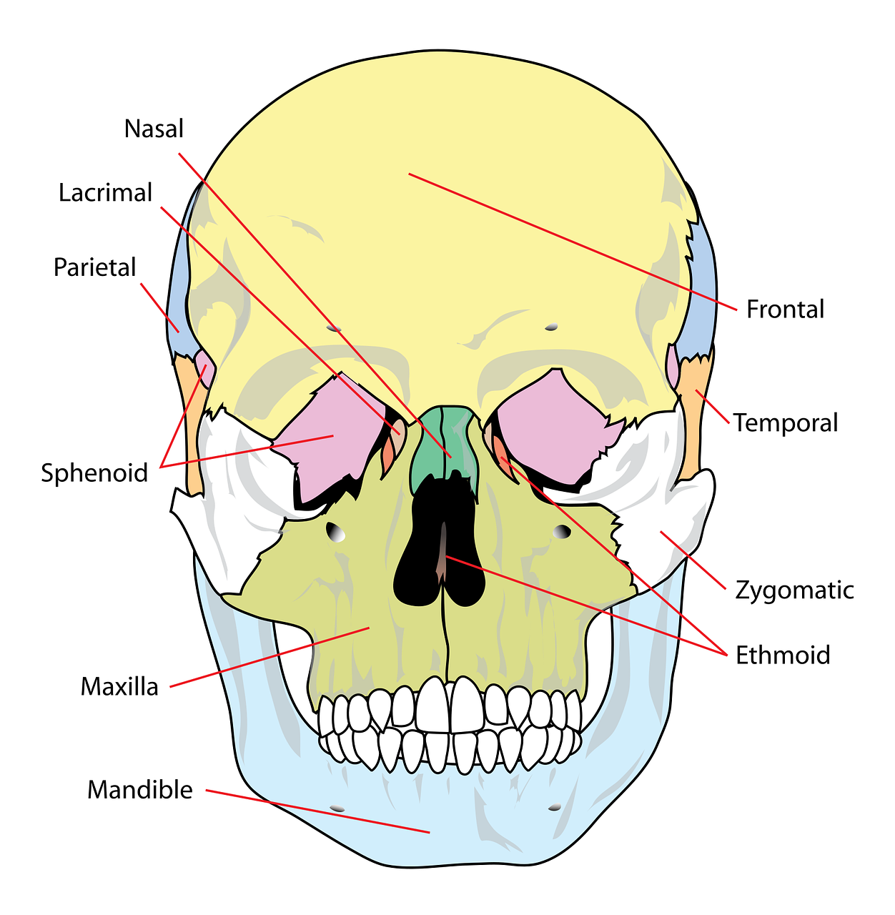 Download Skull Diagram Labelled Royalty Free Vector Graphic Pixabay Download Skull Diagram Labelled Royalty Free Vector Graphic Pixabay