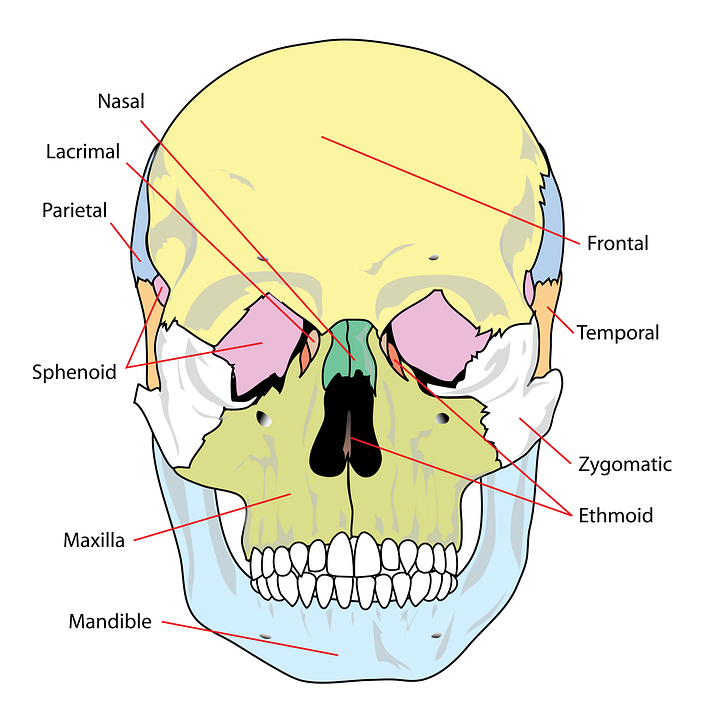 Skull Diagram Labelled Free Vector Graphic On Pixabay Skull Diagram Labelled Free Vector Graphic On Pixabay