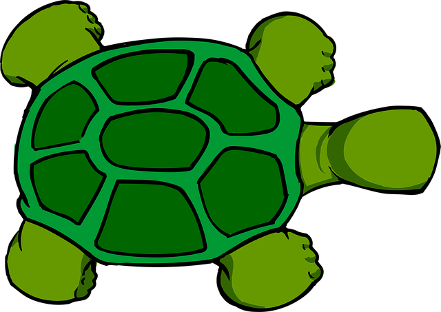Tortuga Cima Vista - Gráficos vectoriales gratis en Pixabay - Pixabay