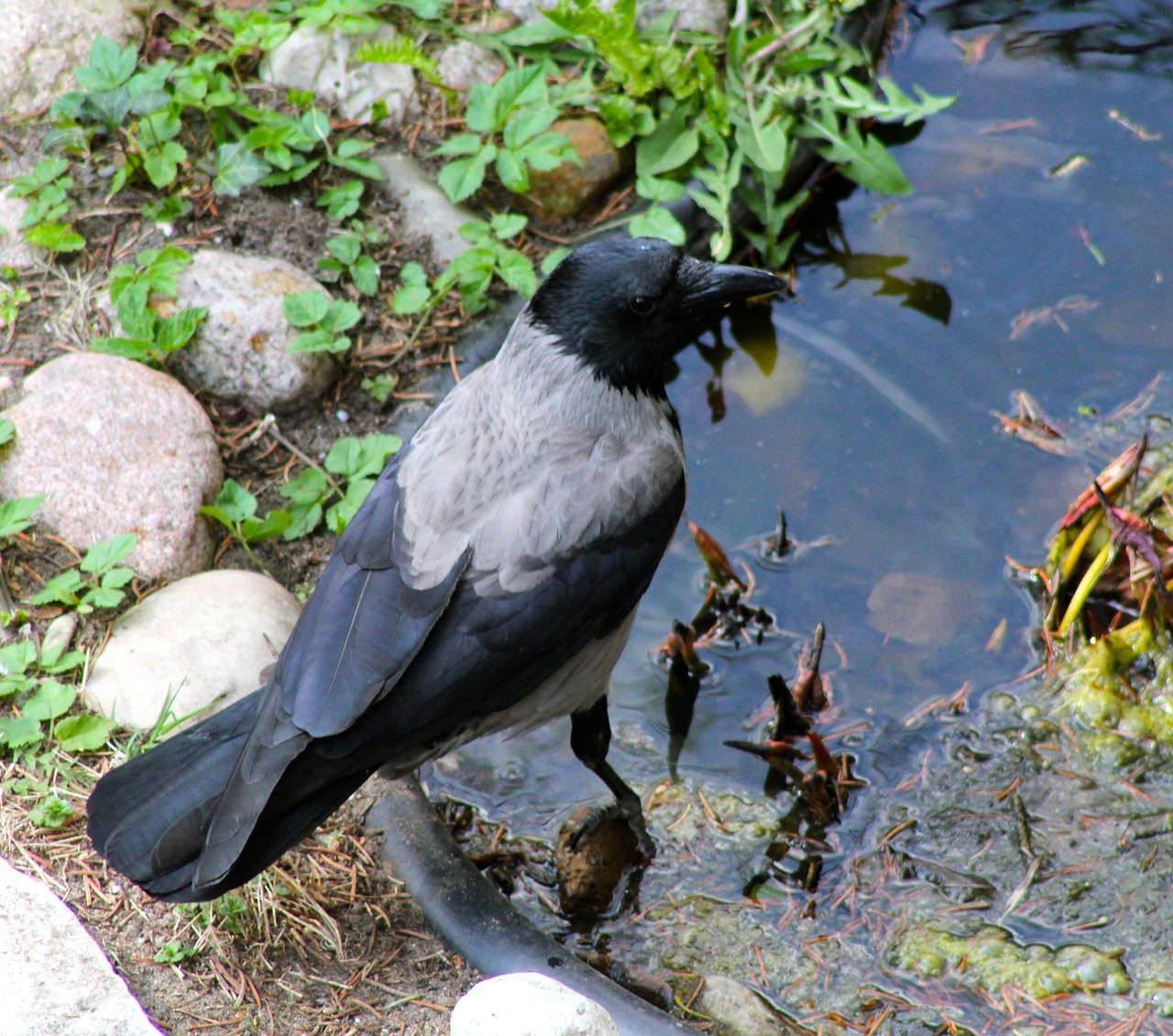 Animal Oiseau - Photo gratuite sur Pixabay - Pixabay