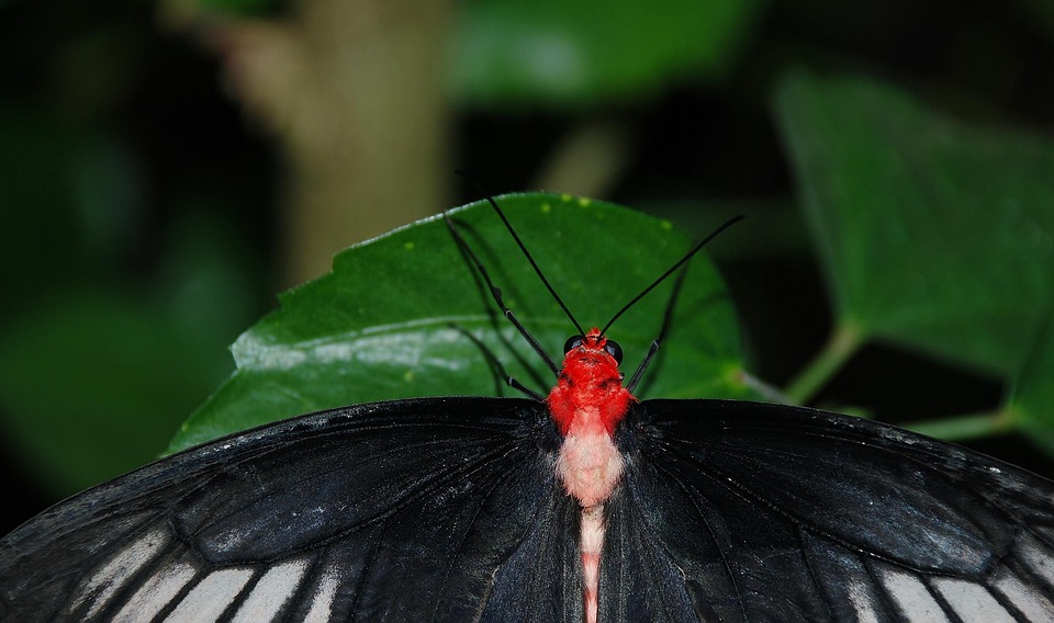 Red Head Butterfly - Free photo on Pixabay - Pixabay