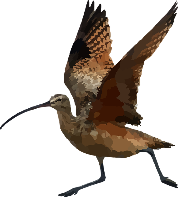 Free Curlew Vector Art - Download 9+ Curlew Icons & Graphics - Pixabay