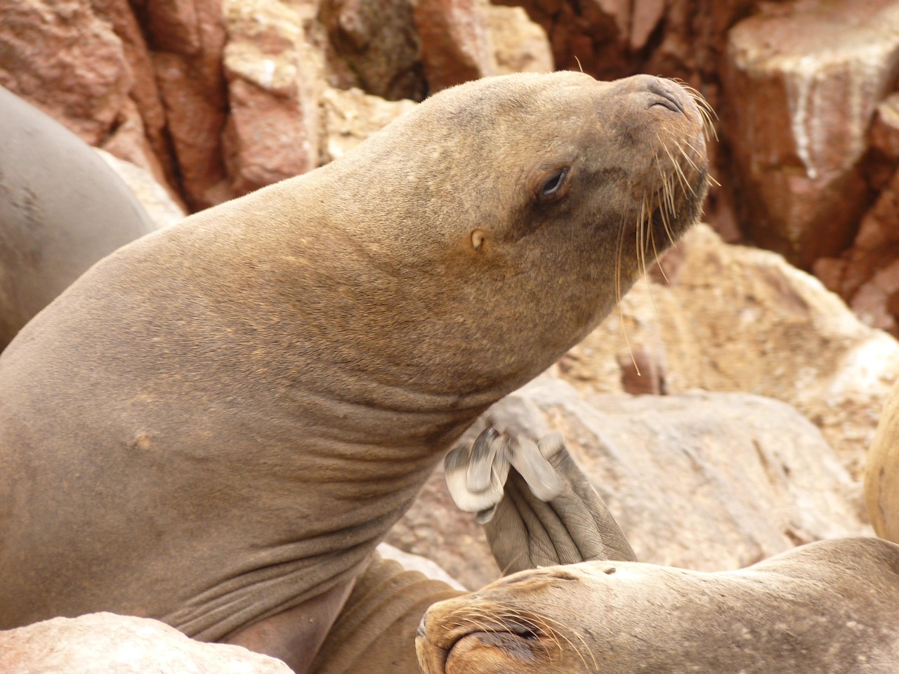 León Marino Animal Criatura - Foto gratis en Pixabay - Pixabay