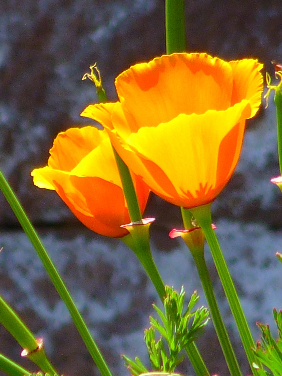 Pavot D'Islande Papaver Nudicaule - Photo gratuite sur Pixabay - Pixabay