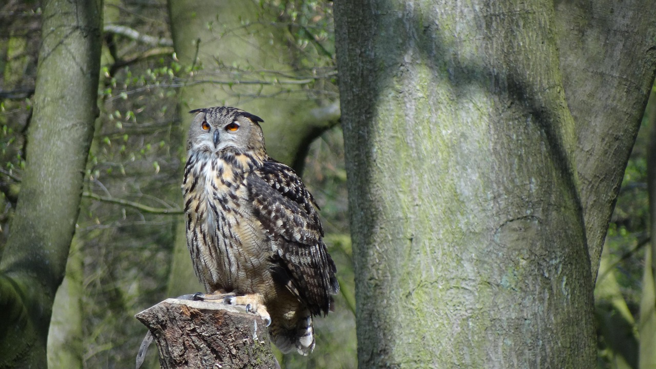 Hibou Euh Forêt - Photo gratuite sur Pixabay - Pixabay