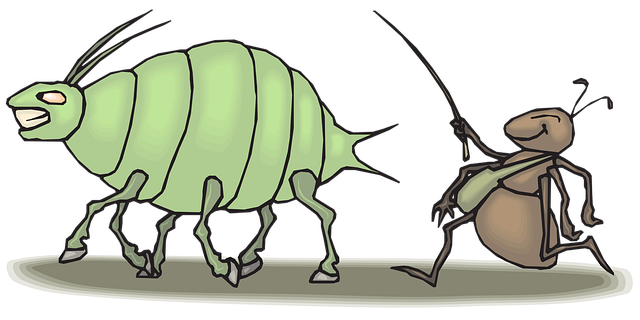 20,000+ Free Ants Walking & Ant Images - Pixabay
