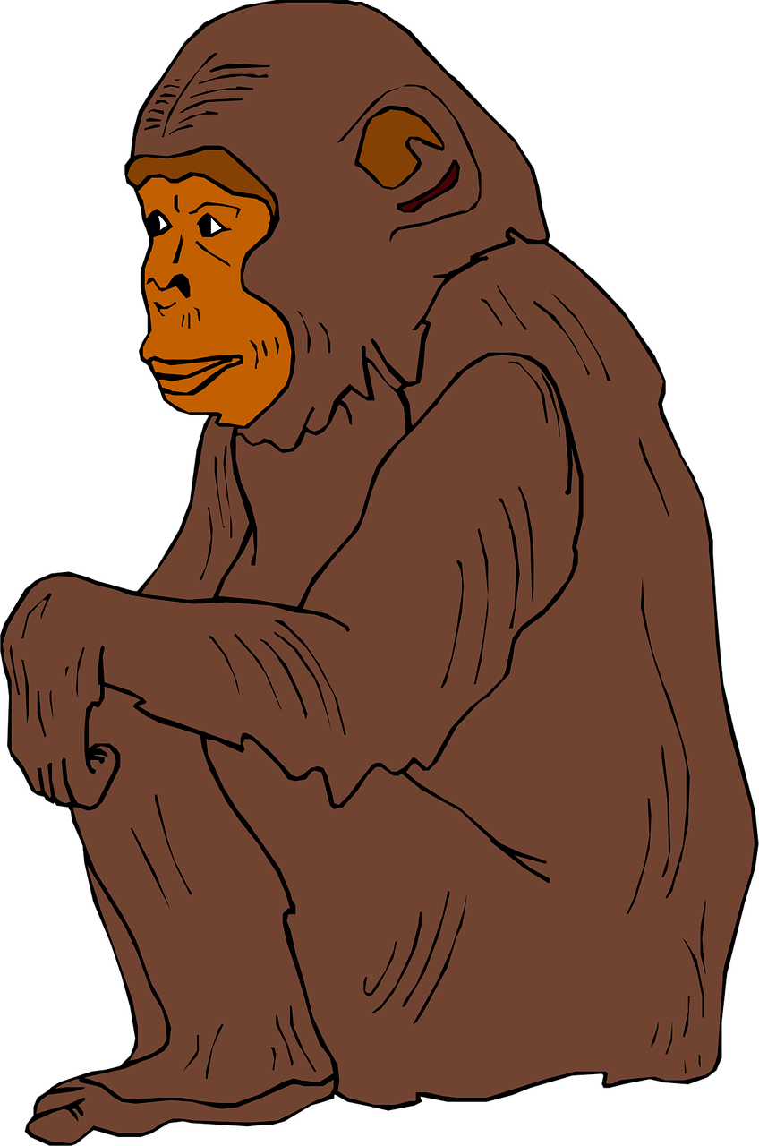 400+ Free Chimpanzee & Monkey Images - Pixabay